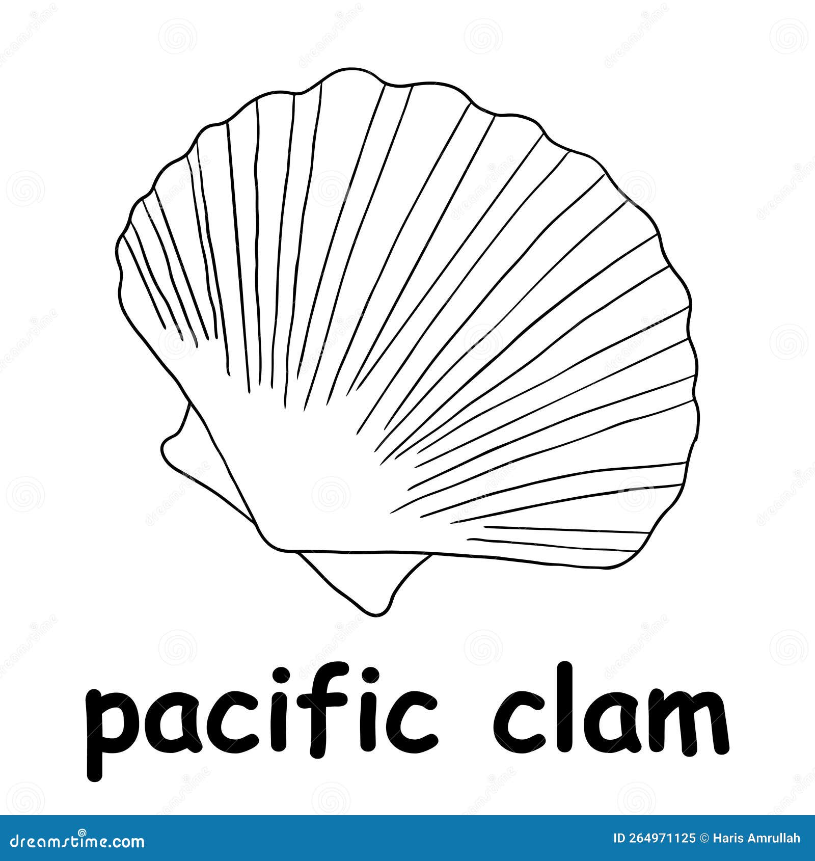 Kids Line Illustration Coloring Pacific Clam. Outline Vector for ...