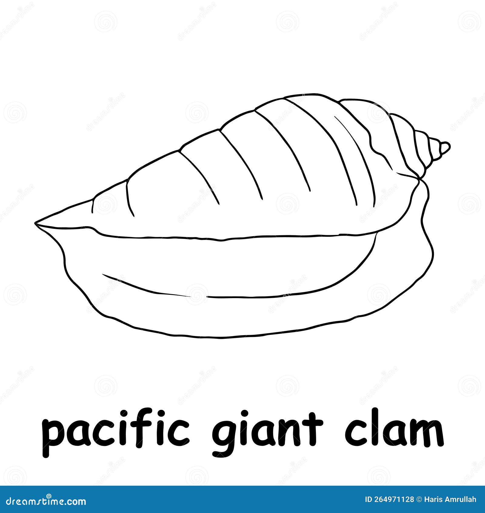 Giant Clam Drawing
