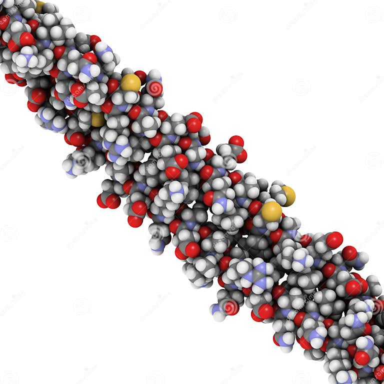 Keratin Intermediate Filaments Stock Image - Illustration of helix ...