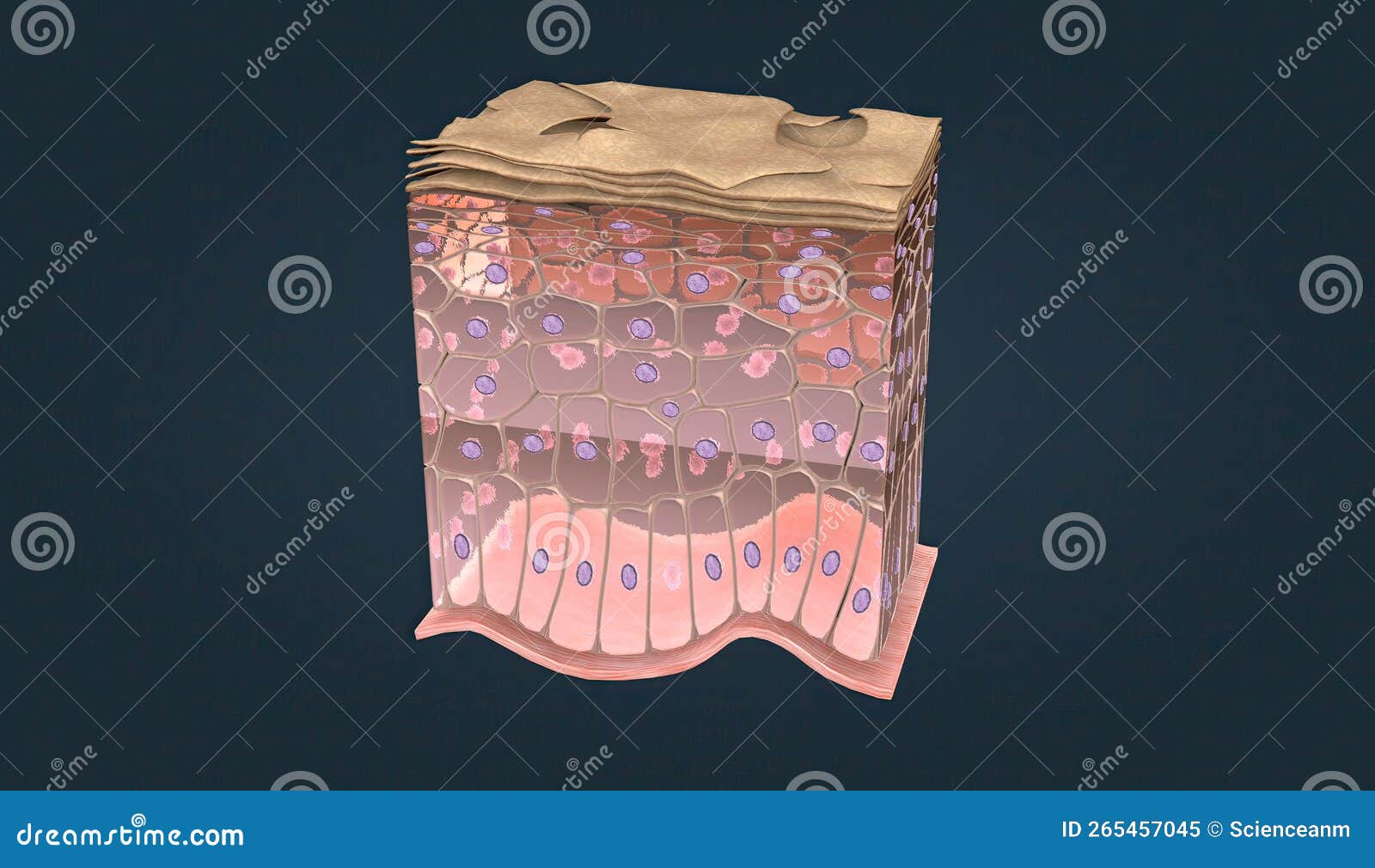 Keratinized Stratified Squamous is a Type of Stratified Epithelium that ...