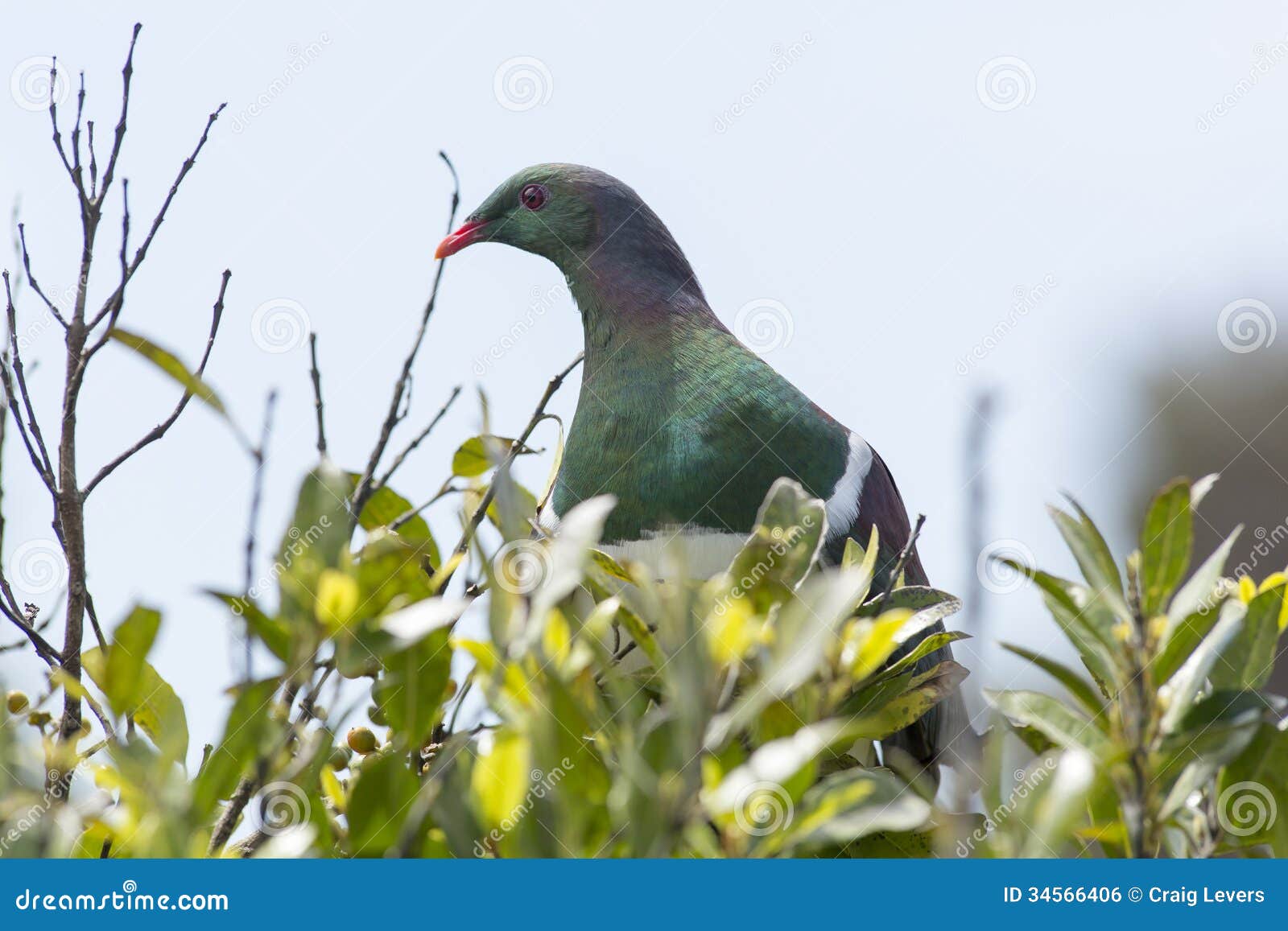 Kereru photo stock. Image of clavette, nature, oiseau - 34566406