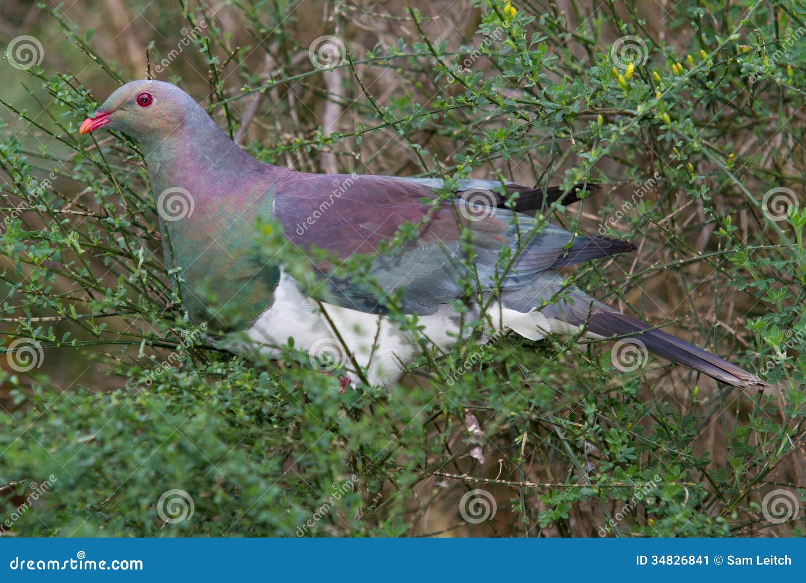 Kereru imagen de archivo. Imagen de colorido, madera - 34826841