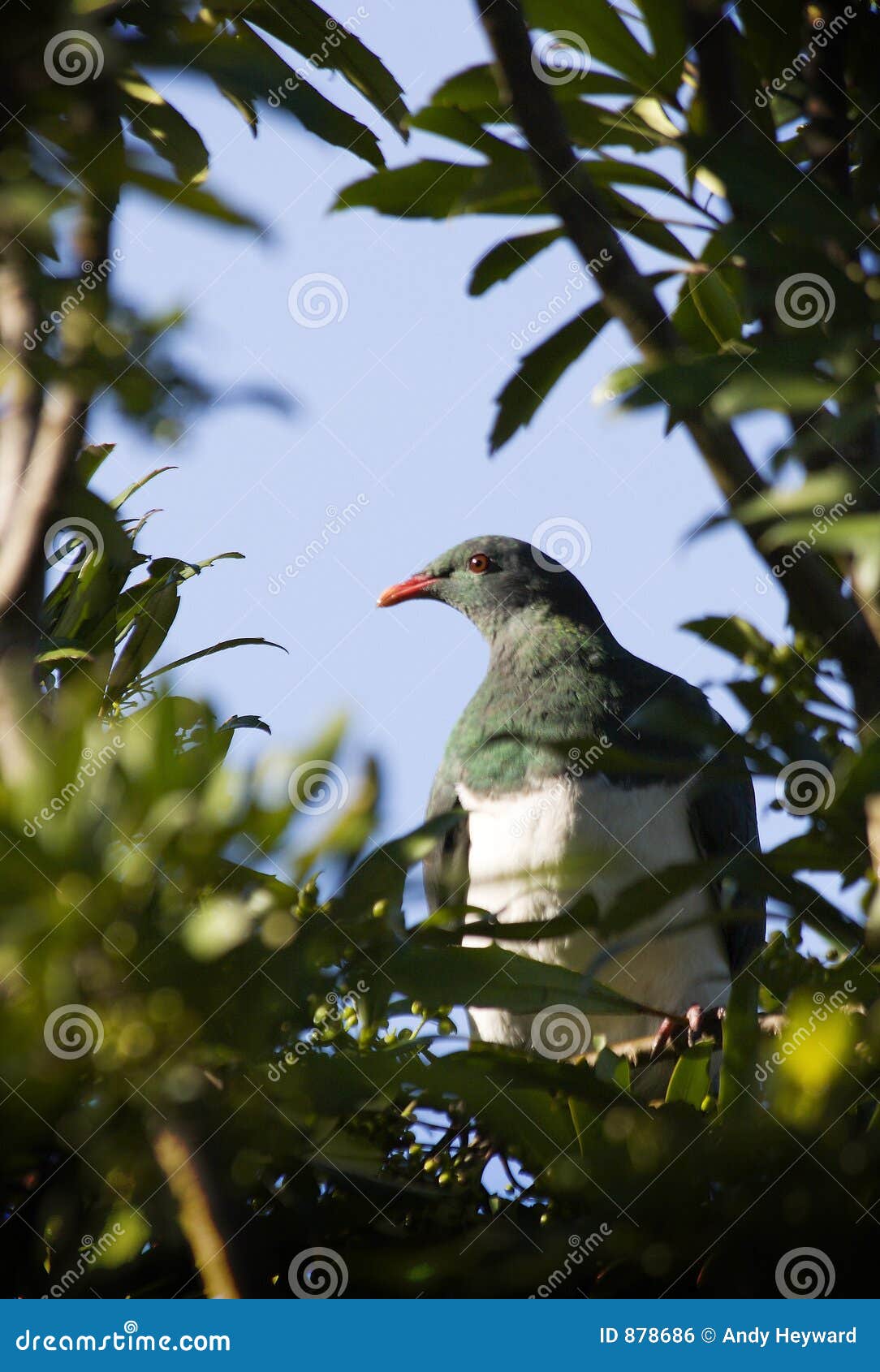Kereru stock photo. Image of wing, flying, flight, tree - 878686