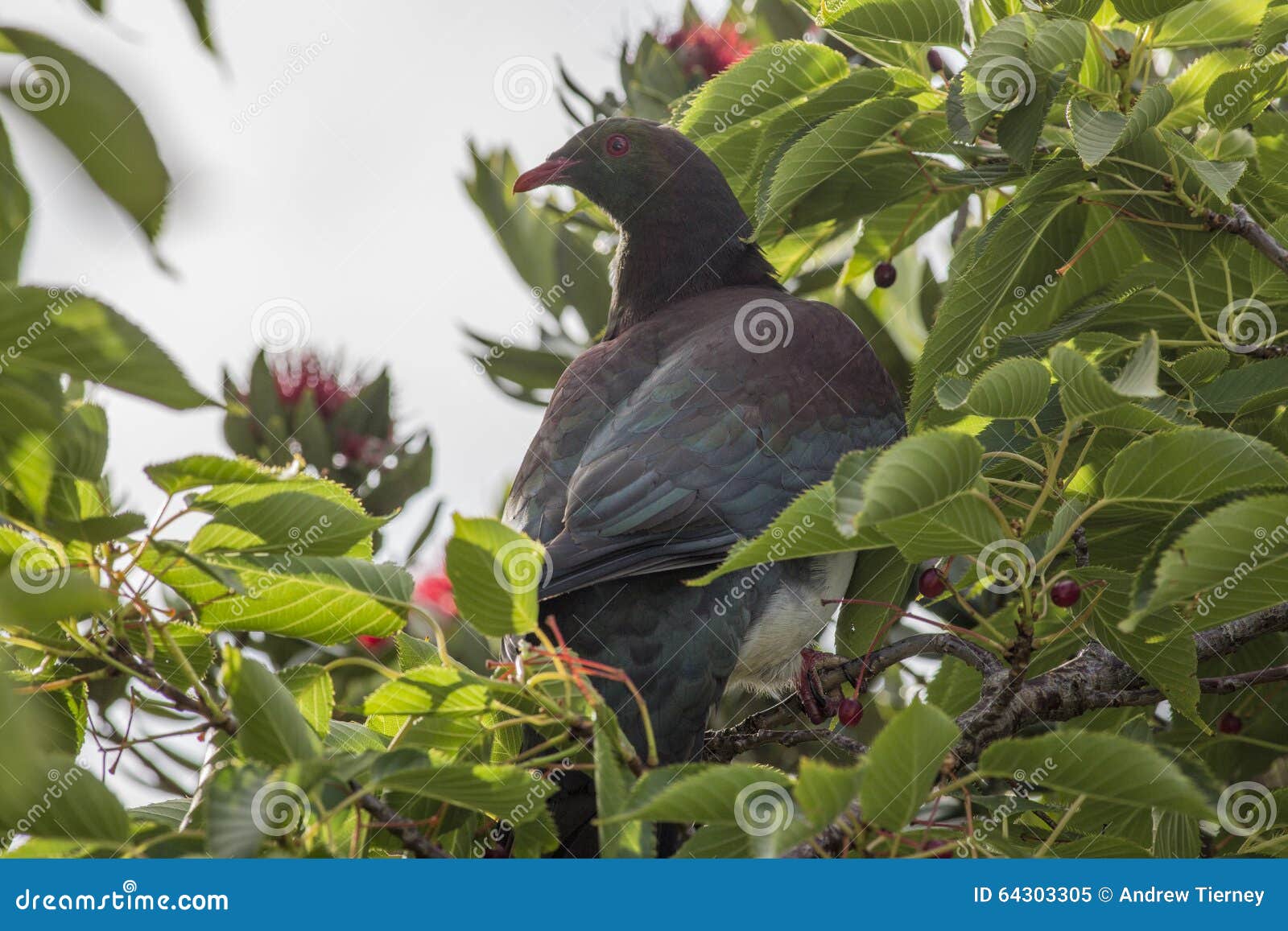 Kereru in Tree stock image. Image of kereru, cheery, spring - 64303305