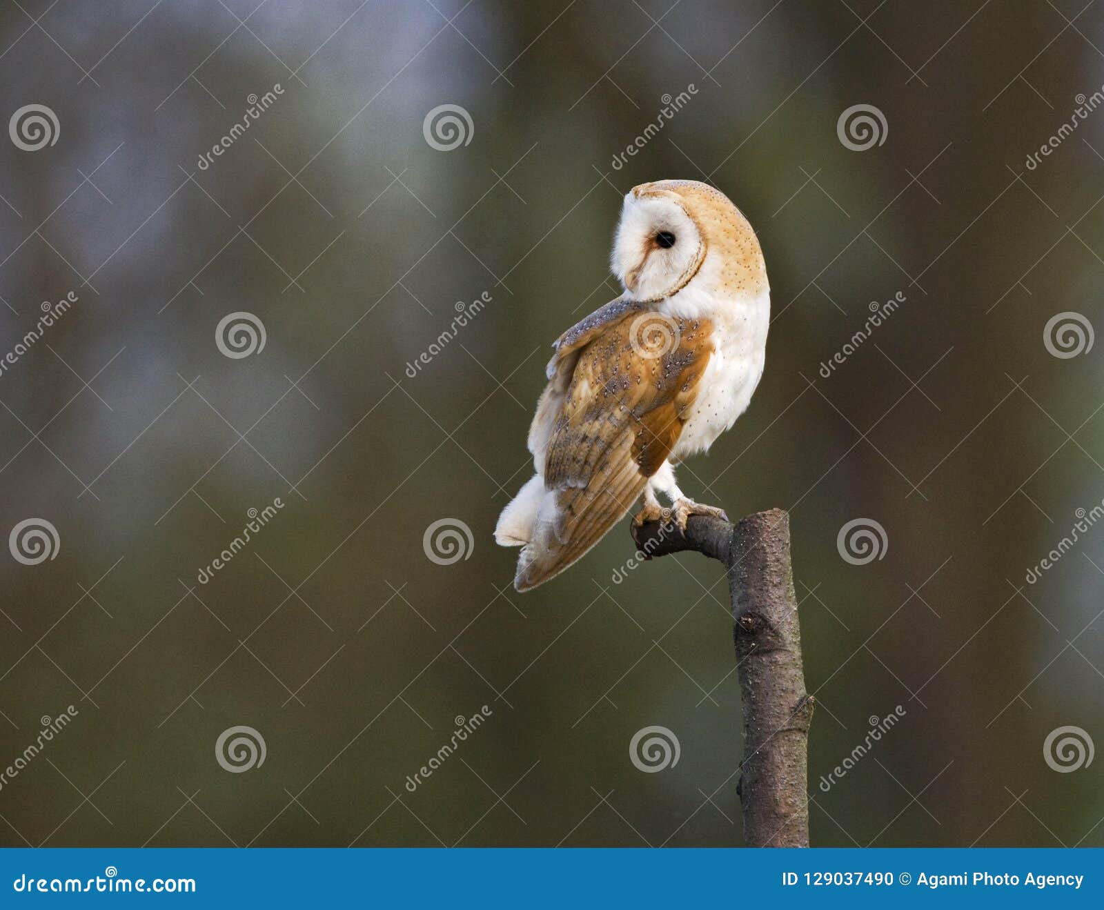 Kerkuil, Barn Owl, Tyto Alba Royalty-Free Stock Photo | CartoonDealer ...