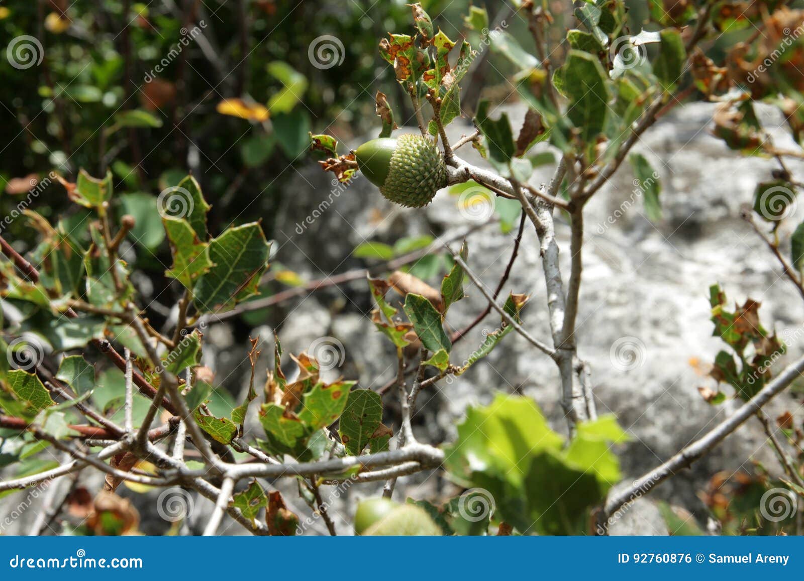 Kermes Oak, Quercus Coccifera Stock Photo - Image of leaves, foliage ...