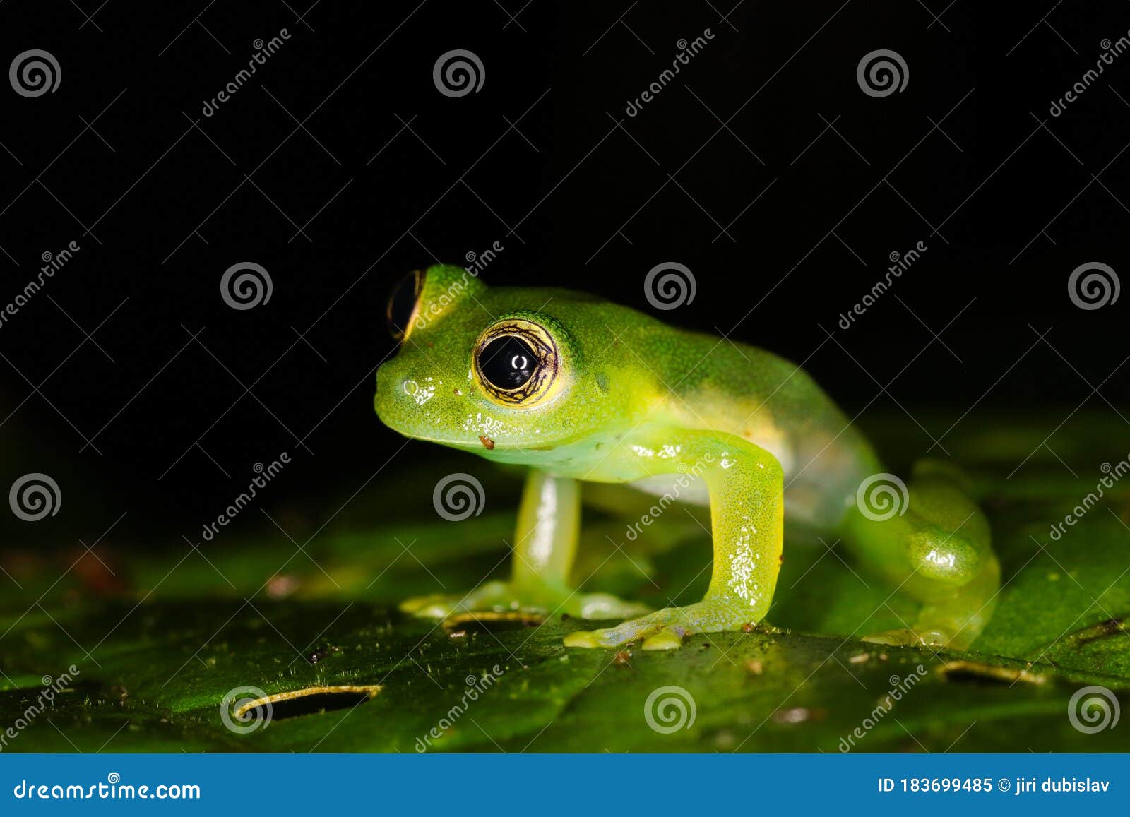 Kermit in Real Life, from the Jungle of Costa Rica Stock Image - Image ...