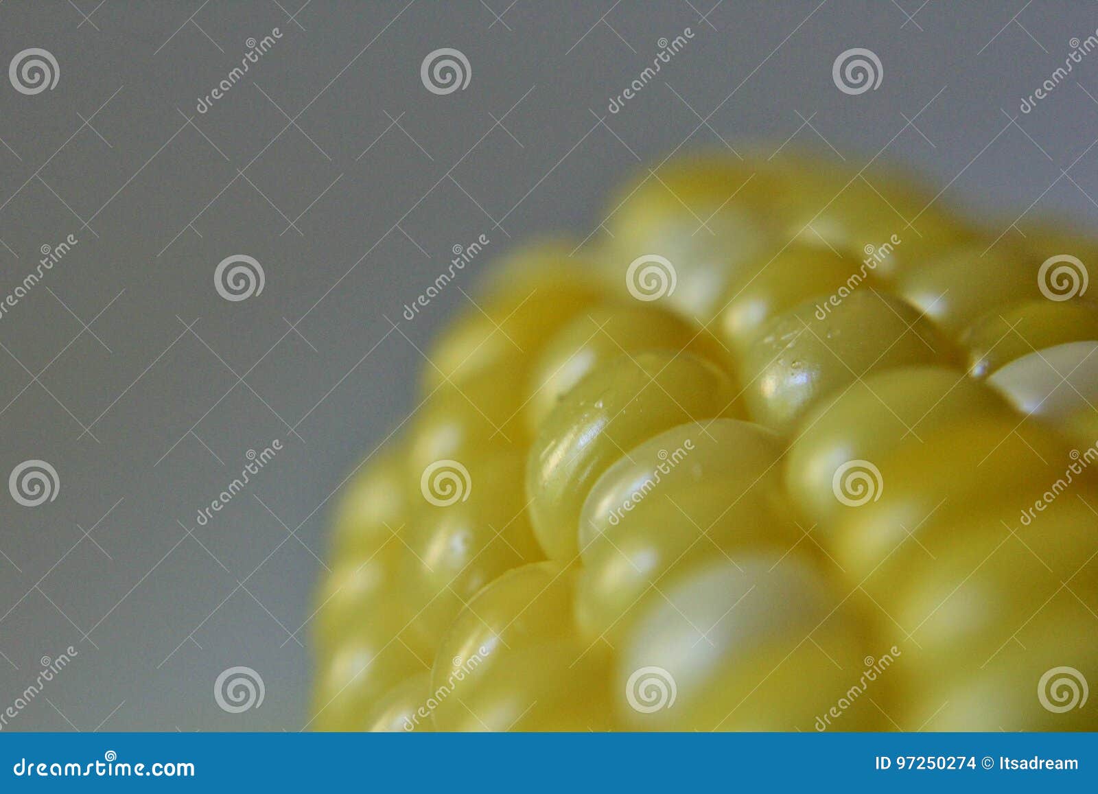 Kernel of corn stock photo. Image of kernel, corn, macro - 97250274