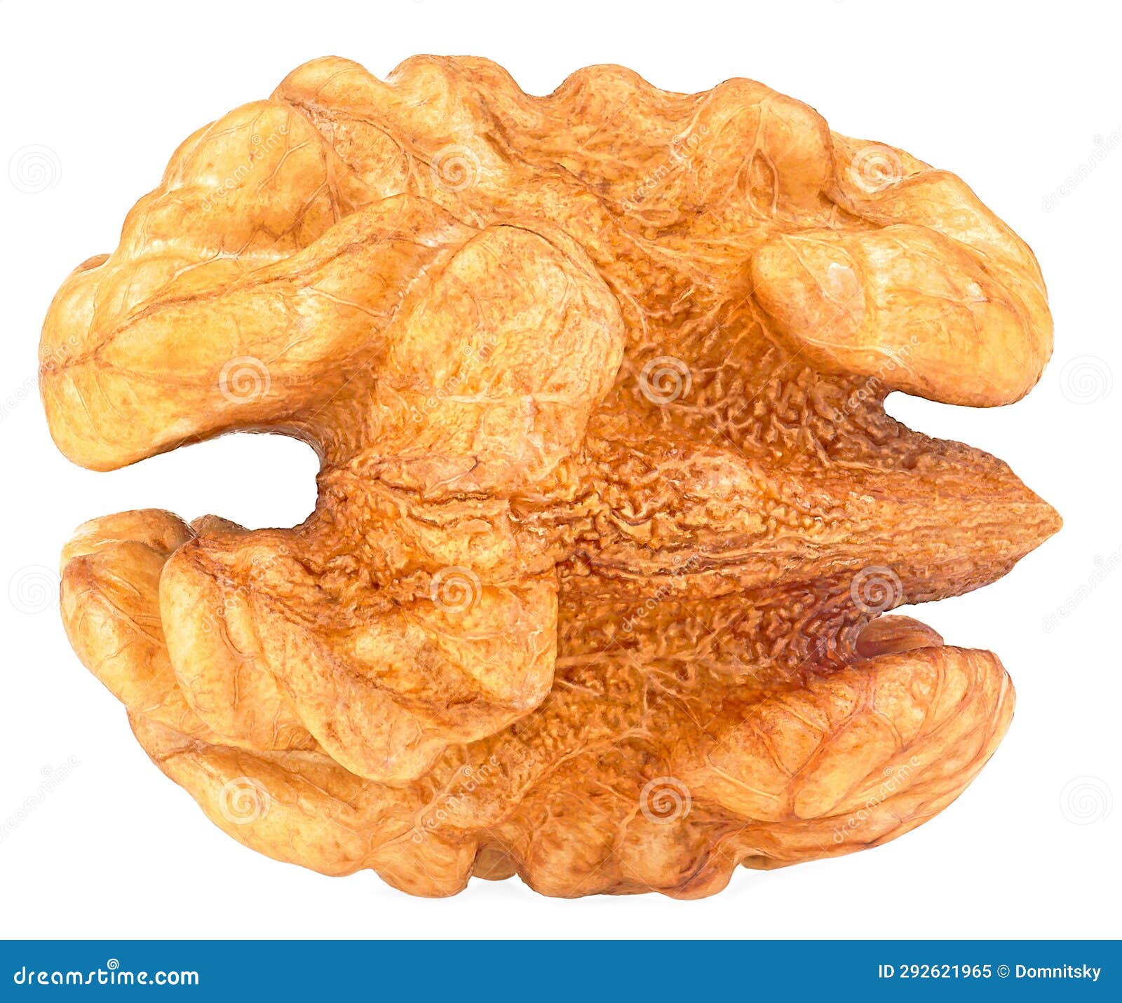 Kernel Walnut Isolated on White Background. Single Walnut Seed Stock ...