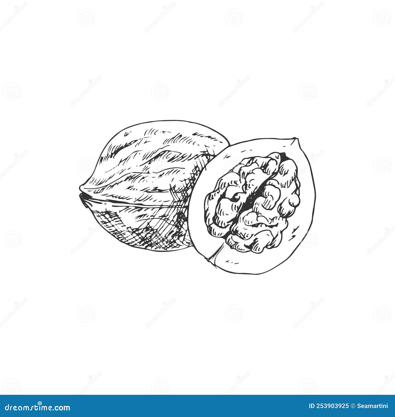 Kernel of Walnut, Whole Opened Nut Fruit Isolated Stock Vector ...
