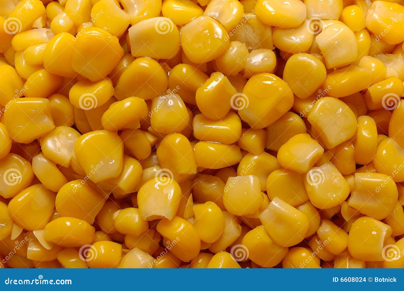 Kernels of cooked corn stock photo. Image of nutritious - 6608024
