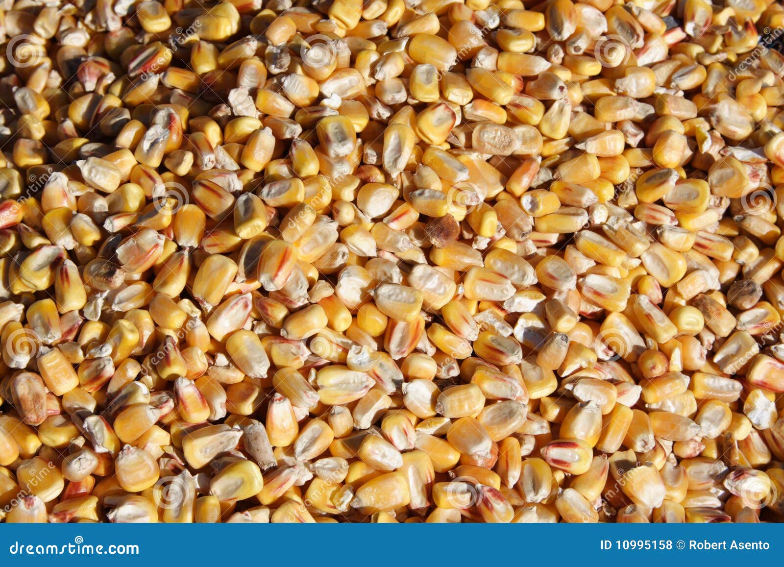 Kernels of Corn stock photo. Image of dioxide, eating - 10995158