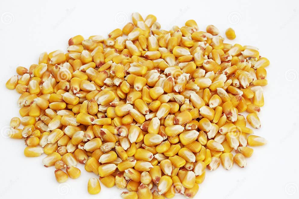 Kernels of Corn 3 stock image. Image of additive, kernel - 3438953