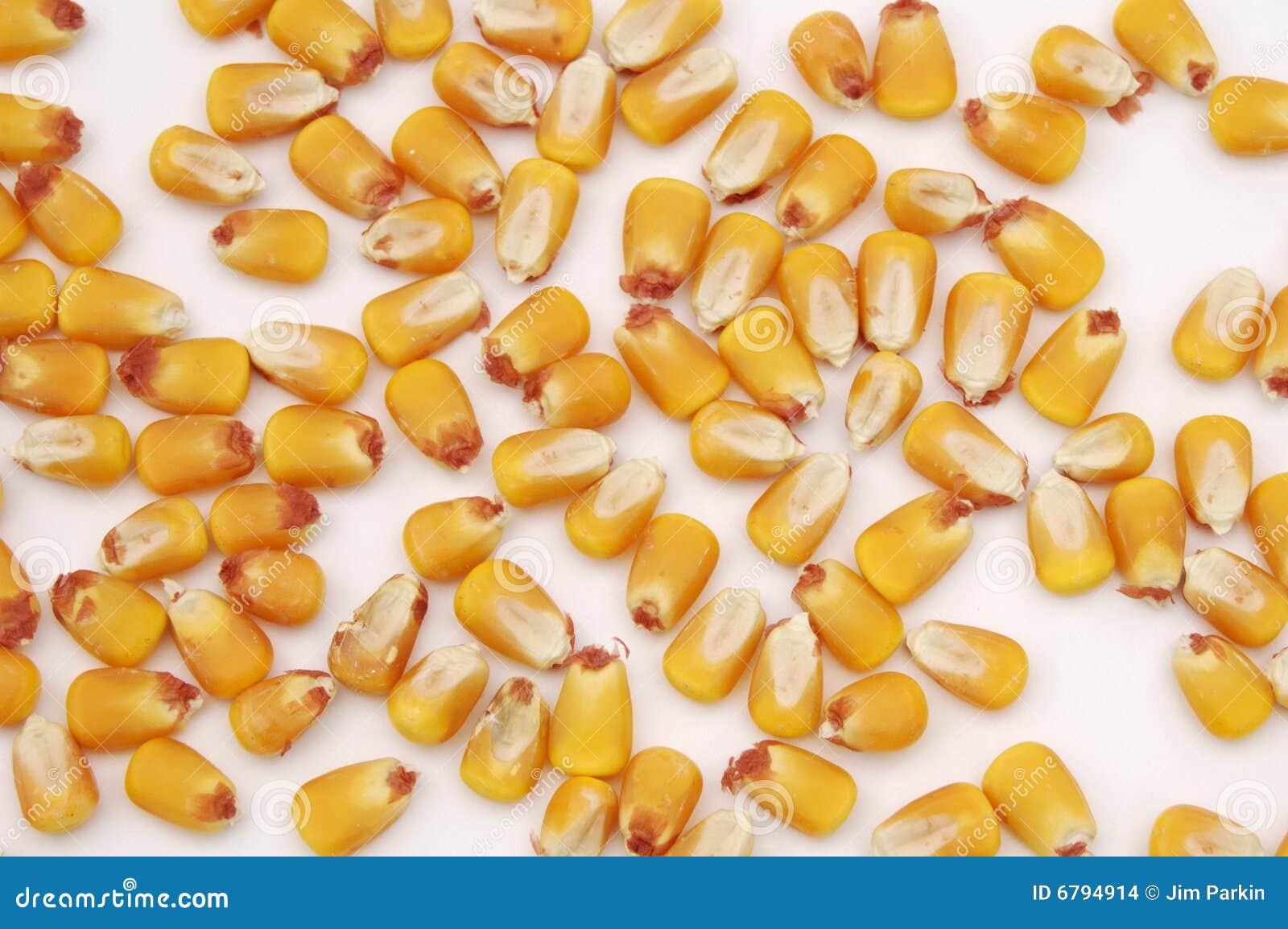 Kernels of Corn stock photo. Image of country, nature - 6794914