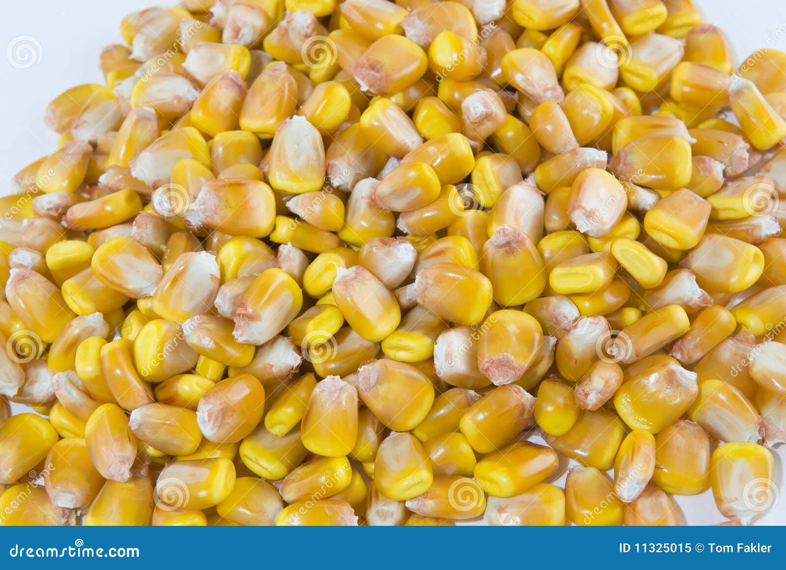 Kernels of corn in a pile stock image. Image of fresh - 11325015