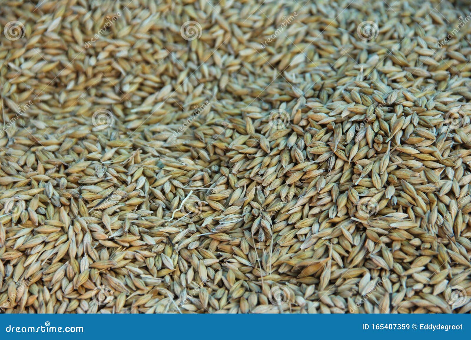 Kernels of Grain Form a Background Stock Image - Image of cultivation ...