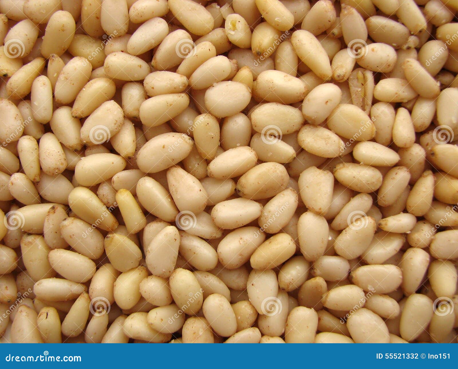Kernels of pine nuts stock photo. Image of kernels, nutritious - 55521332