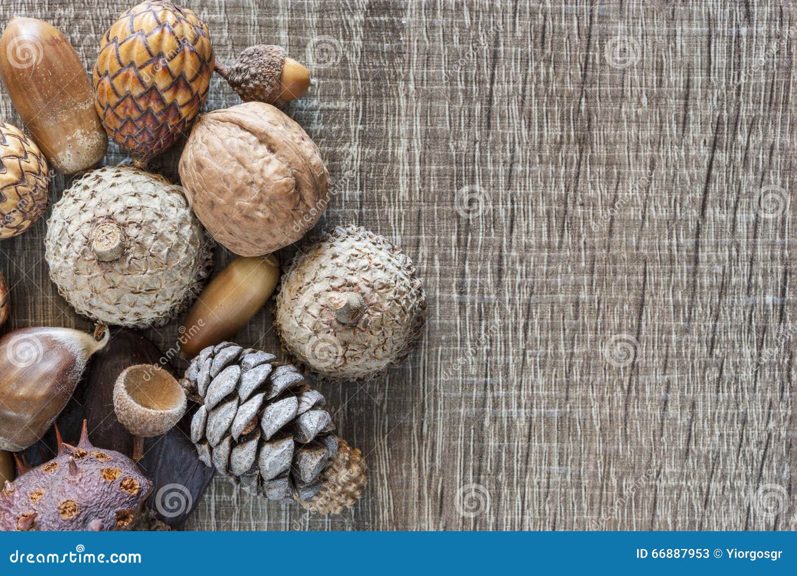 Kernels and seeds stock image. Image of seeds, tree, wild - 66887953