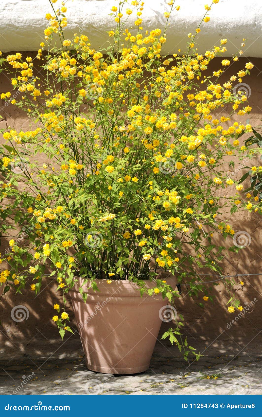 Kerria japonica Pleniflora stock image. Image of bush - 11284743