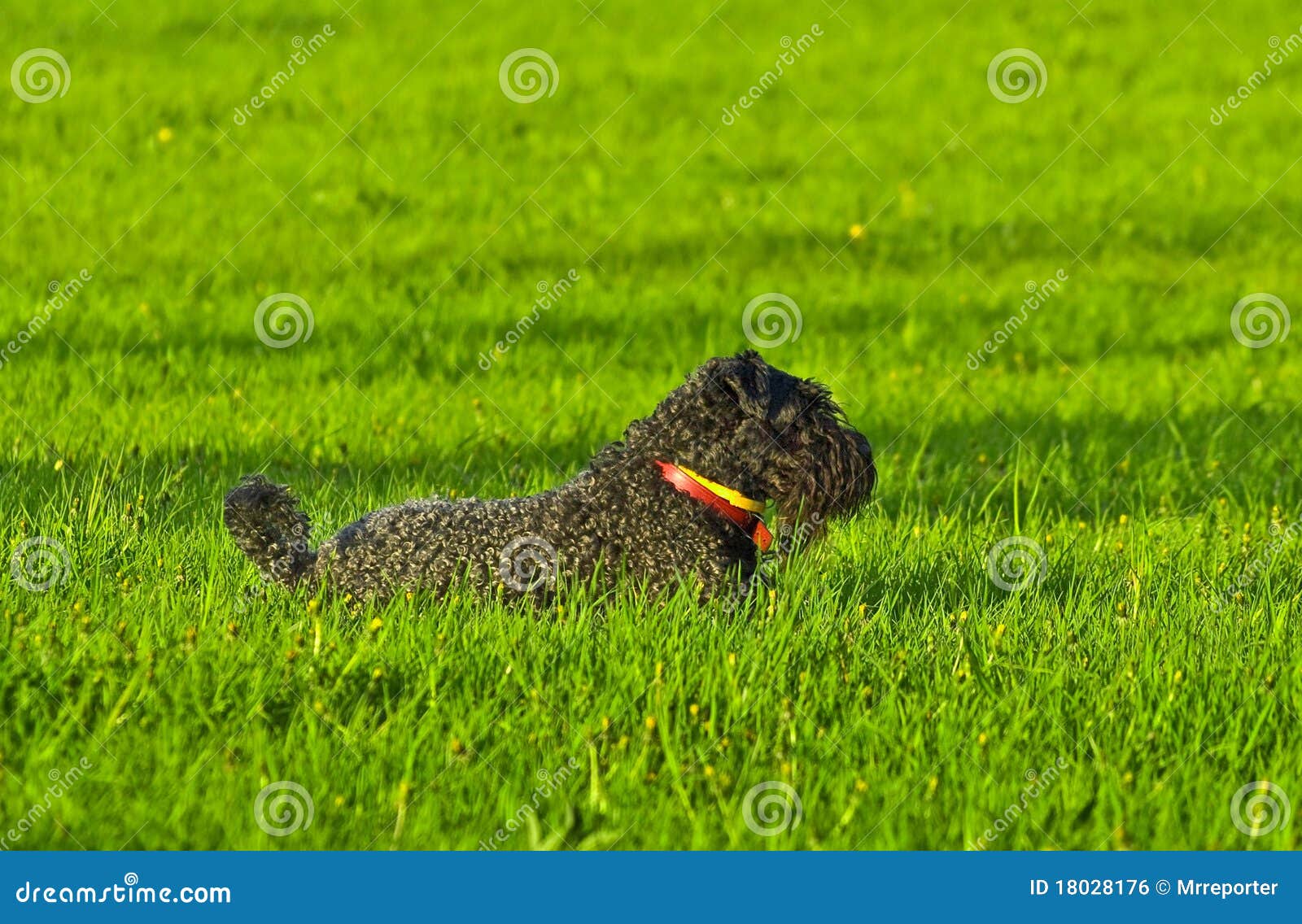 The Kerry Blue stock photo. Image of animals, profile - 18028176