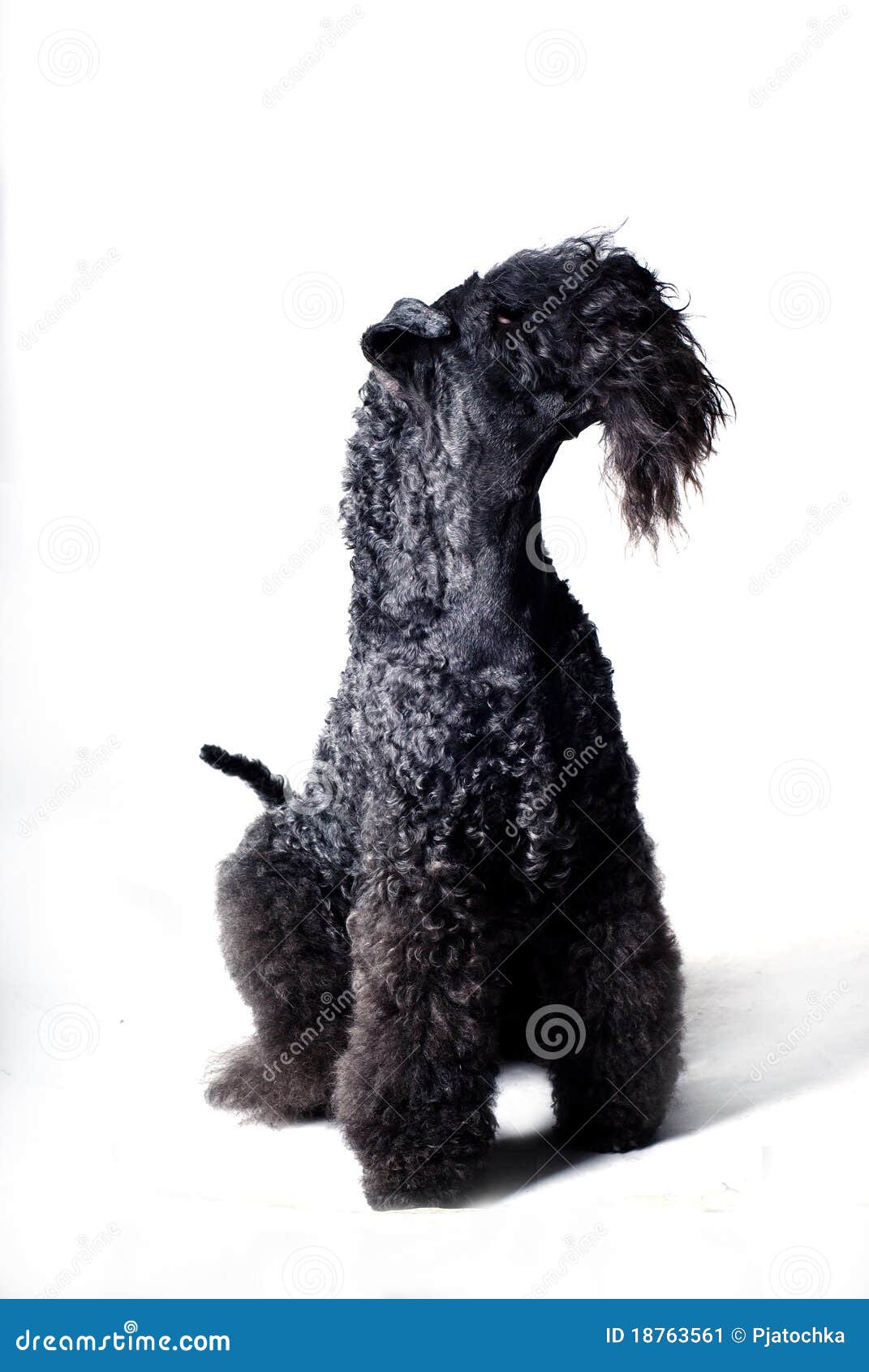 Kerry-blue stock image. Image of blue, black, looking - 18763561