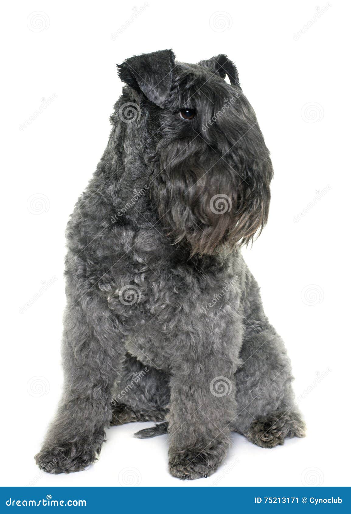 Kerry blue terrier stock image. Image of animal, isolated - 75213171