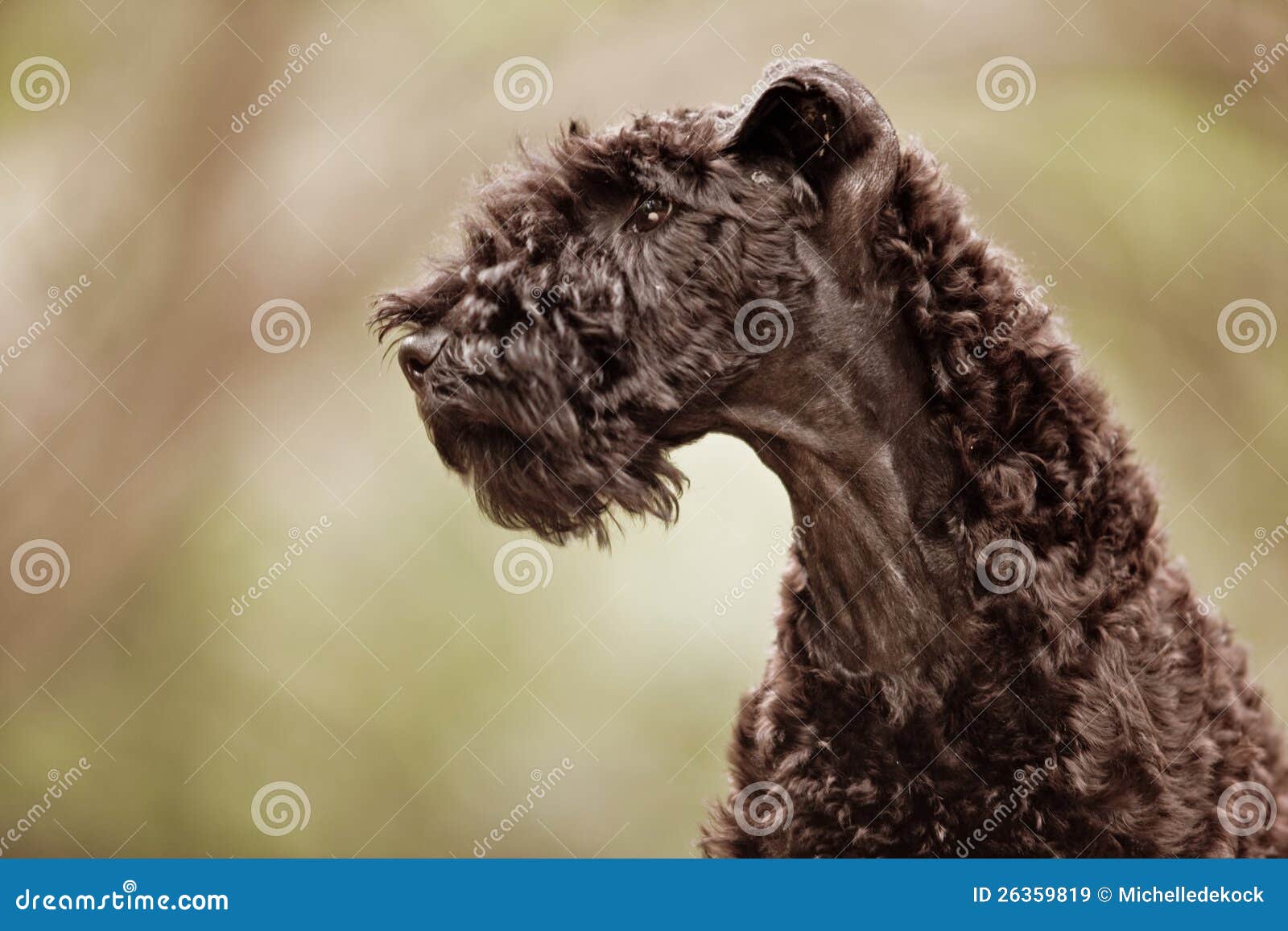 Kerry Blue Terrier Puppy Profile Stock Image - Image of logs, fluffy ...