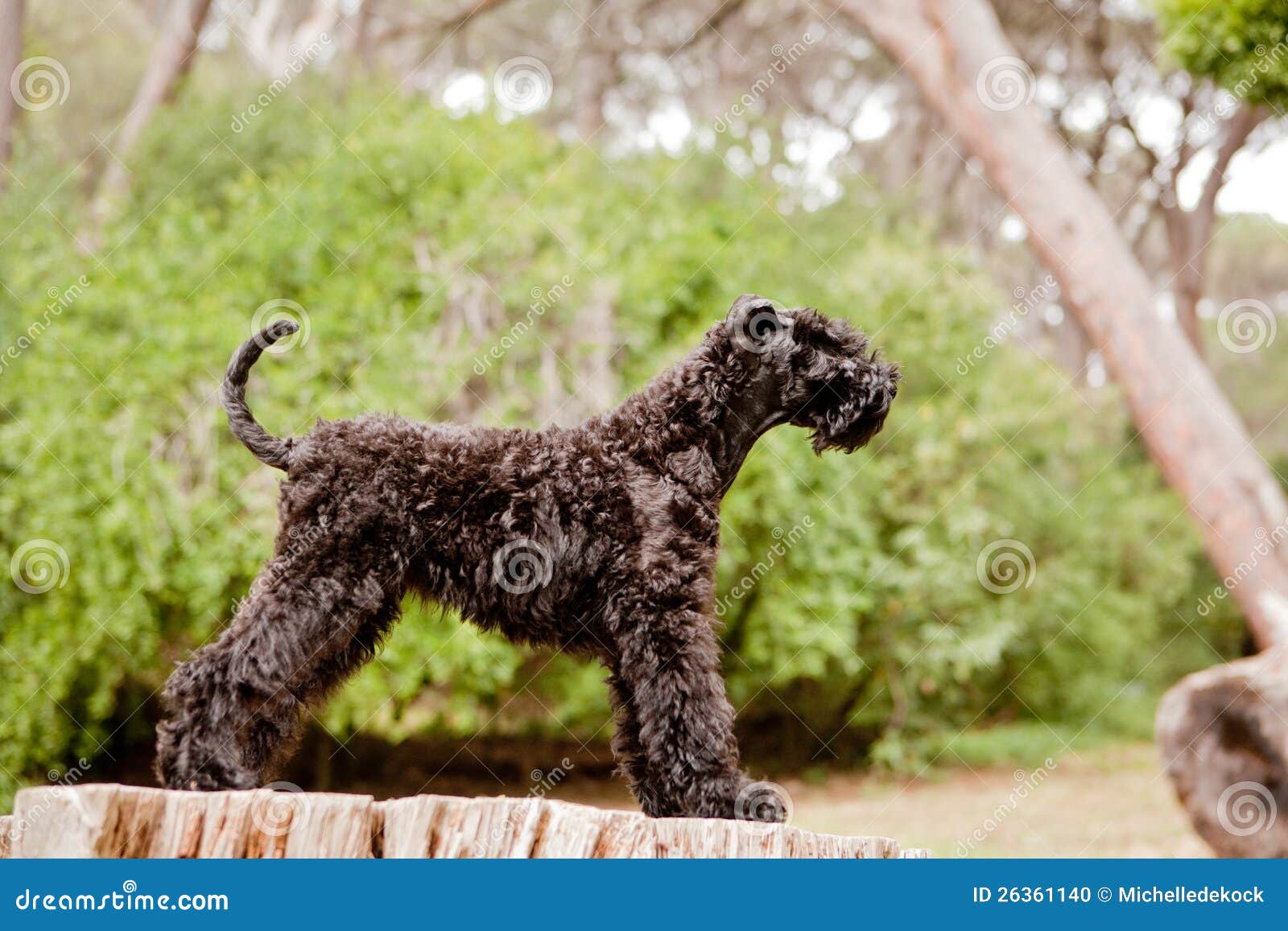 Kerry Blue Terrier Puppy Stacking Stock Photo - Image of logs, female ...