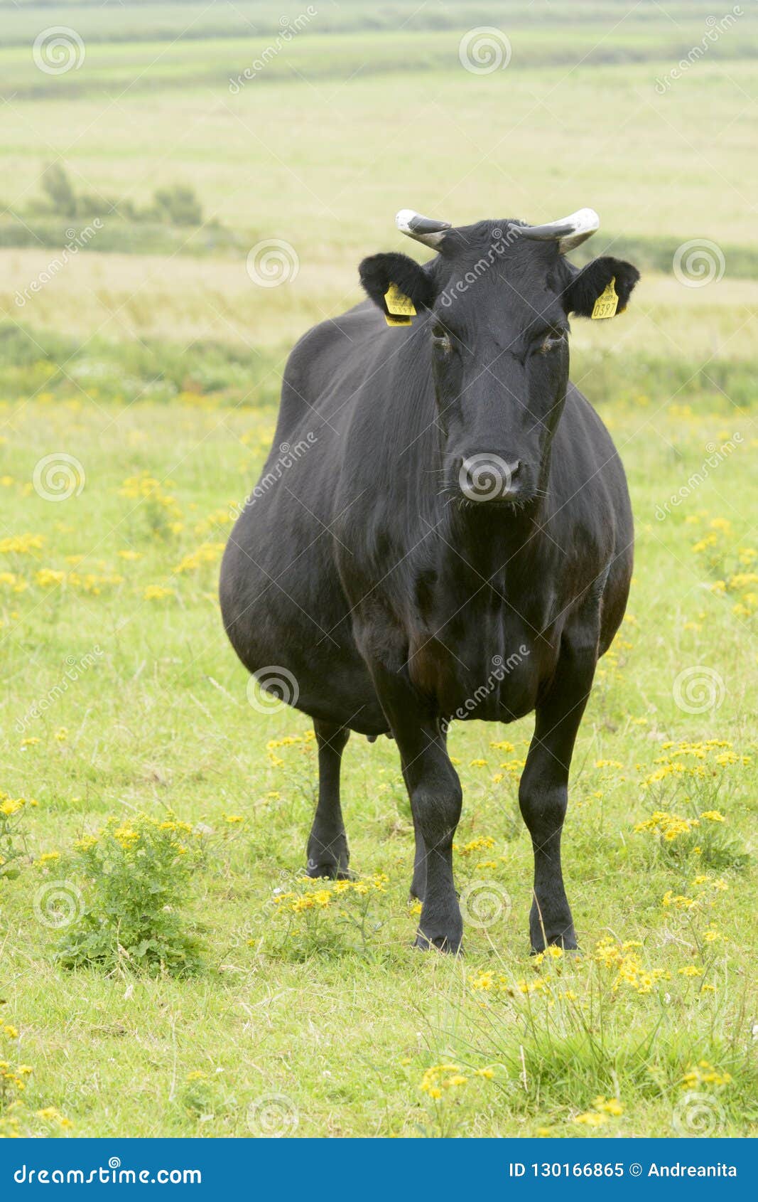 Kerry Cattle