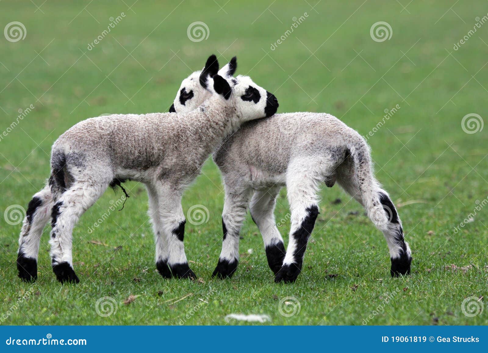 Kerry Hill lambs stock image. Image of bodies, herbivorous - 19061819
