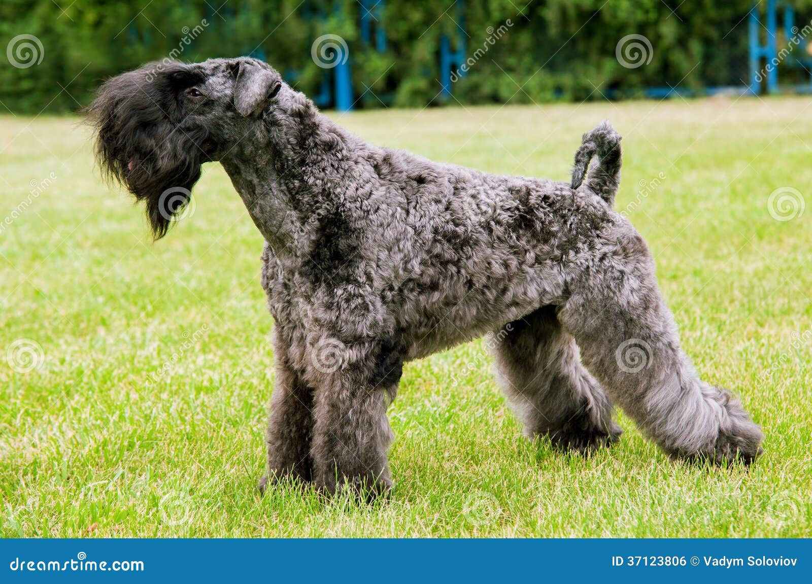 Kerry Irish Blue Terrier Dog Exhibition Moment Stock Photo - Image of ...
