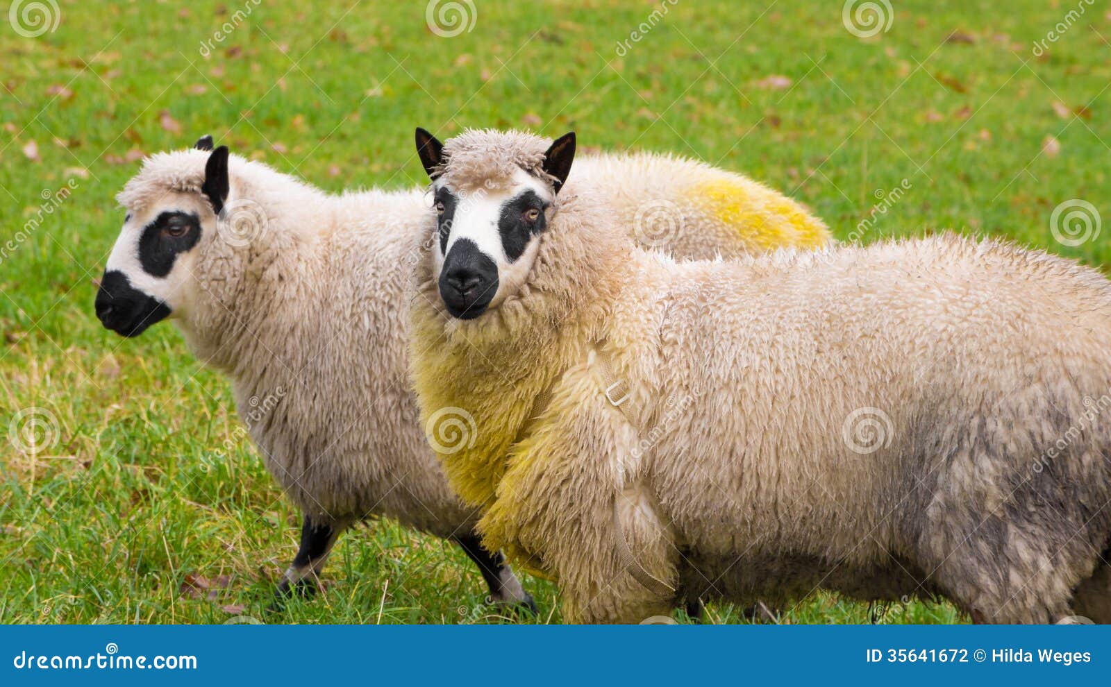 Kerry sheep stock photo. Image of herding, paint, roast - 35641672