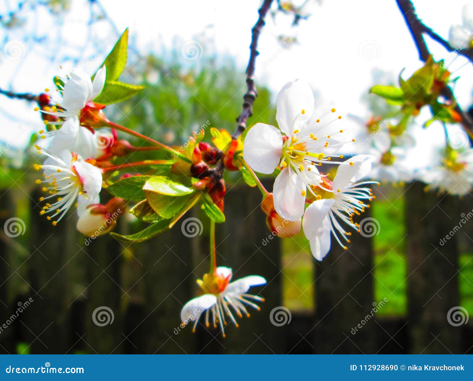 Kers stock foto. Image of kers, beginnen, lente, hout - 112928690