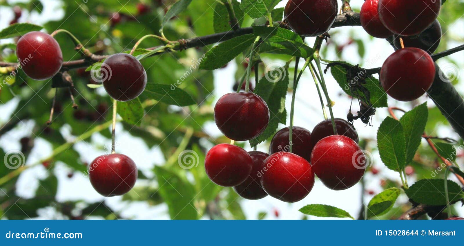 Kers stock foto. Image of kersen, landbouw, vrucht, nave - 15028644