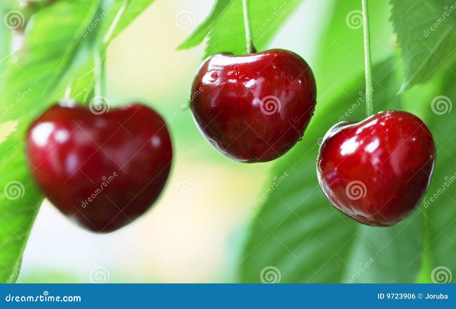 Kers stock foto. Image of helder, stam, heerlijk, versheid - 9723906