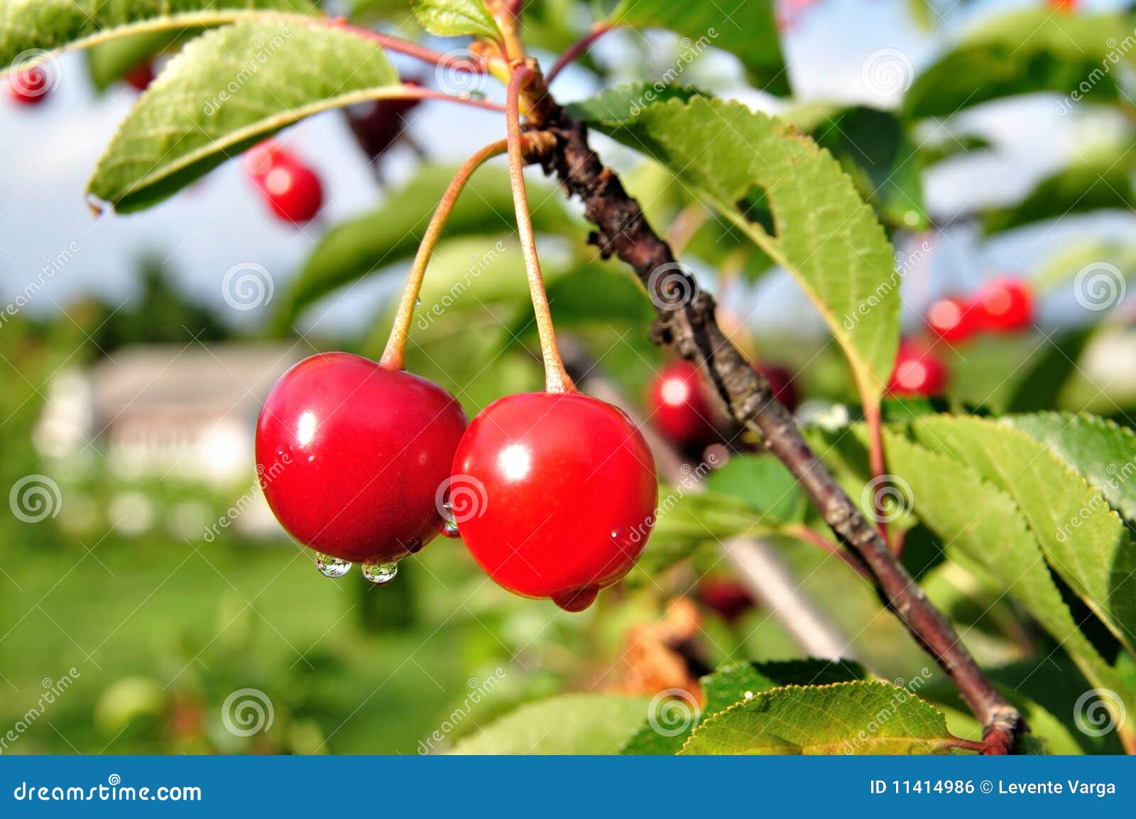 Kers-boom. stock foto. Image of blad, gezondheid, voedsel - 11414986