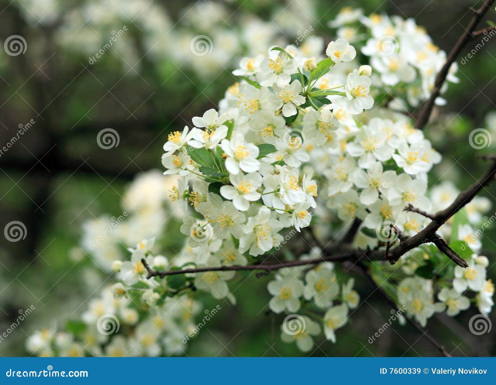 Kers-boom bloem stock afbeelding. Image of bloem, beeld - 7600339
