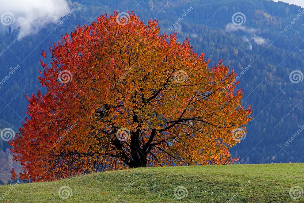 Kers-boom in De Herfst; Prunusavium Stock Foto - Image of weide ...