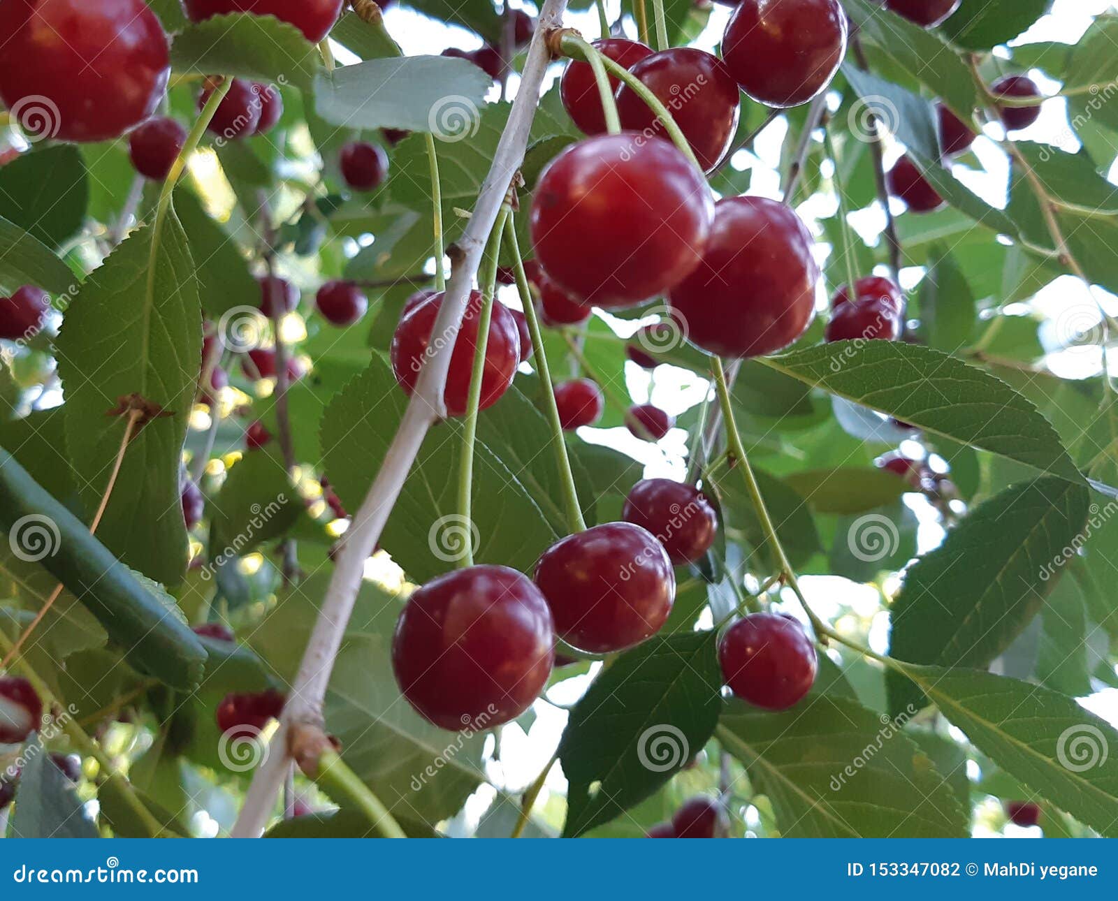 Kers stock foto. Image of tuin, boom, kers, blad, verzuur - 153347082