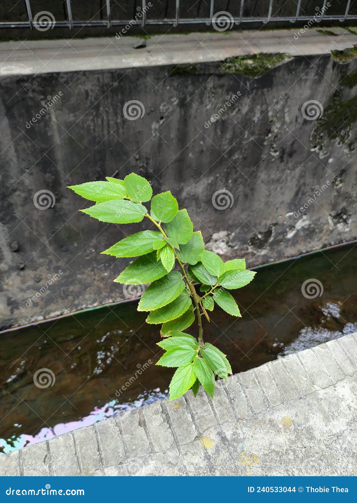 Kersem Tree on the Edge of the Sewer Wall Stock Photo - Image of sewer ...