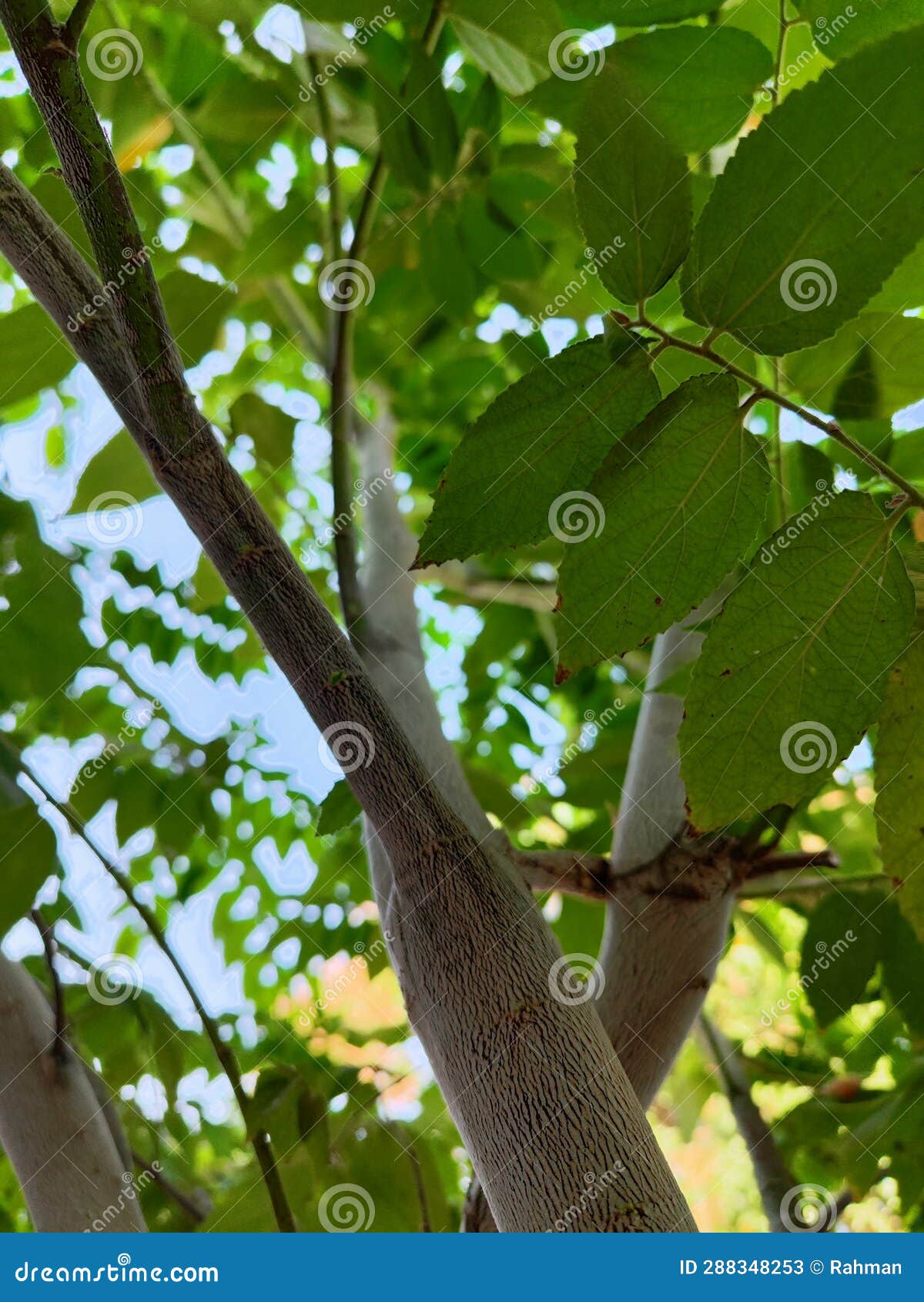 Kersem Tree from Indonesia Tropical Rain Stock Image - Image of ...