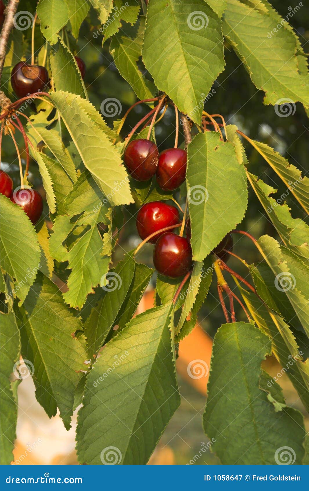 Kersen stock afbeelding. Image of oogst, helder, vrucht - 1058647