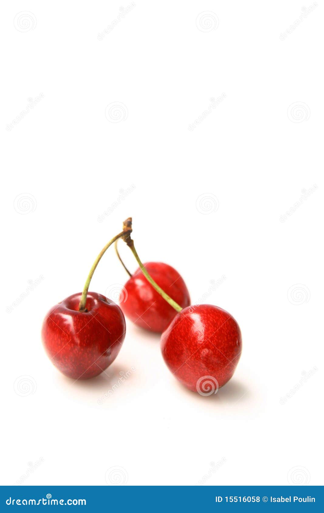 Kersen stock foto. Image of rijp, rood, zomer, één, gezond - 15516058