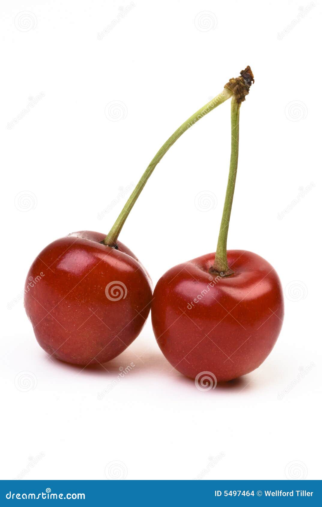 Kersen stock foto. Image of vers, rood, kers, vrucht, stam - 5497464