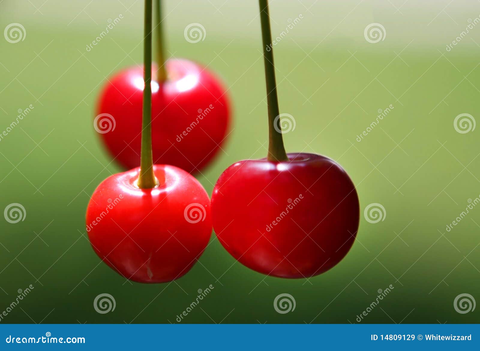 Kersen in boom stock afbeelding. Image of zomer, groei - 14809129