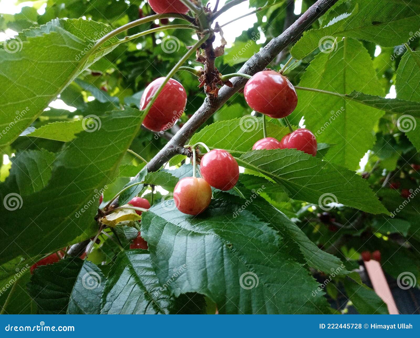 Kersen stock foto. Image of vond, vrucht, beroemd, heerlijk - 222445728