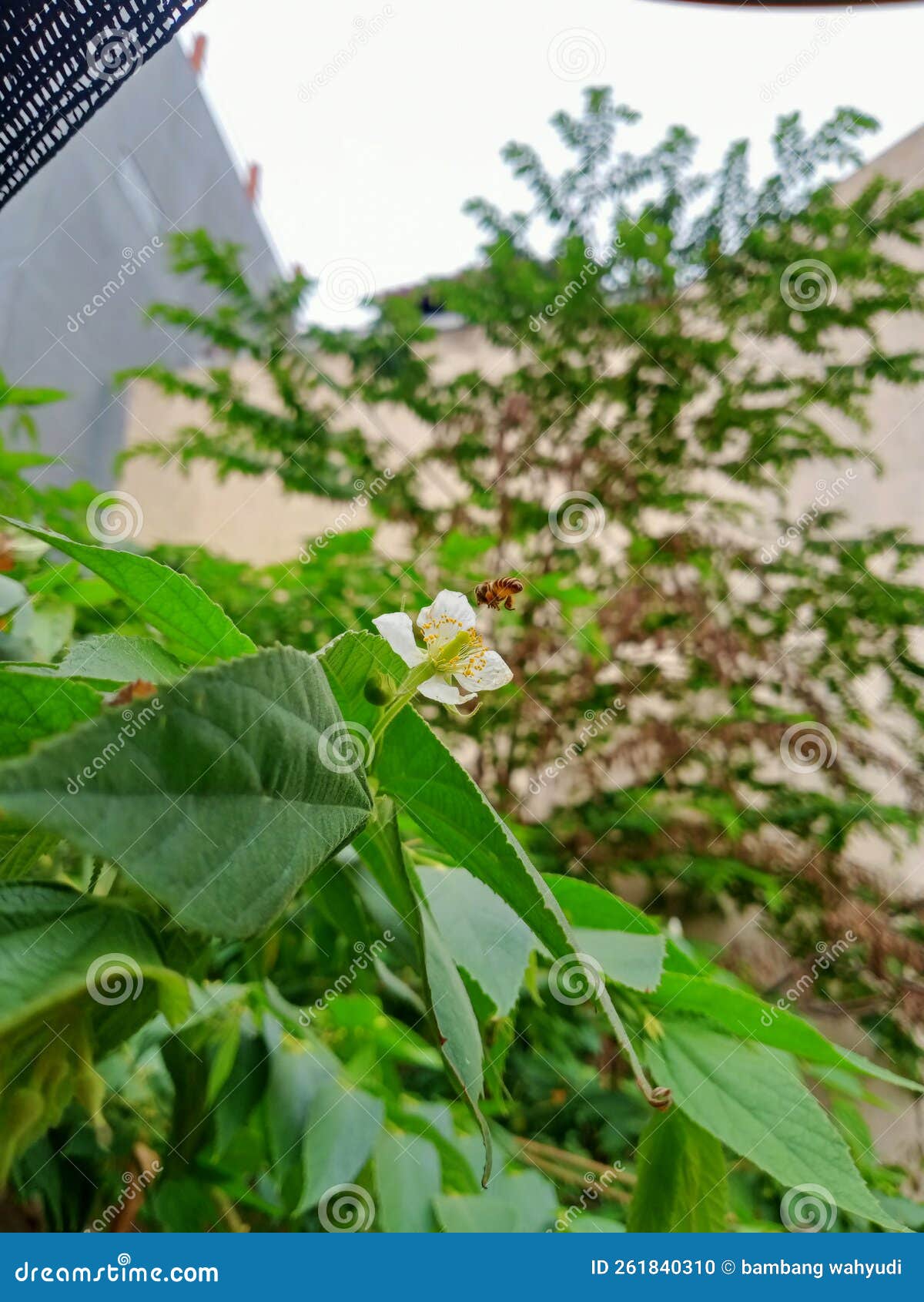 The Kersen Flower with White Color Stock Photo - Image of tree, fruit ...