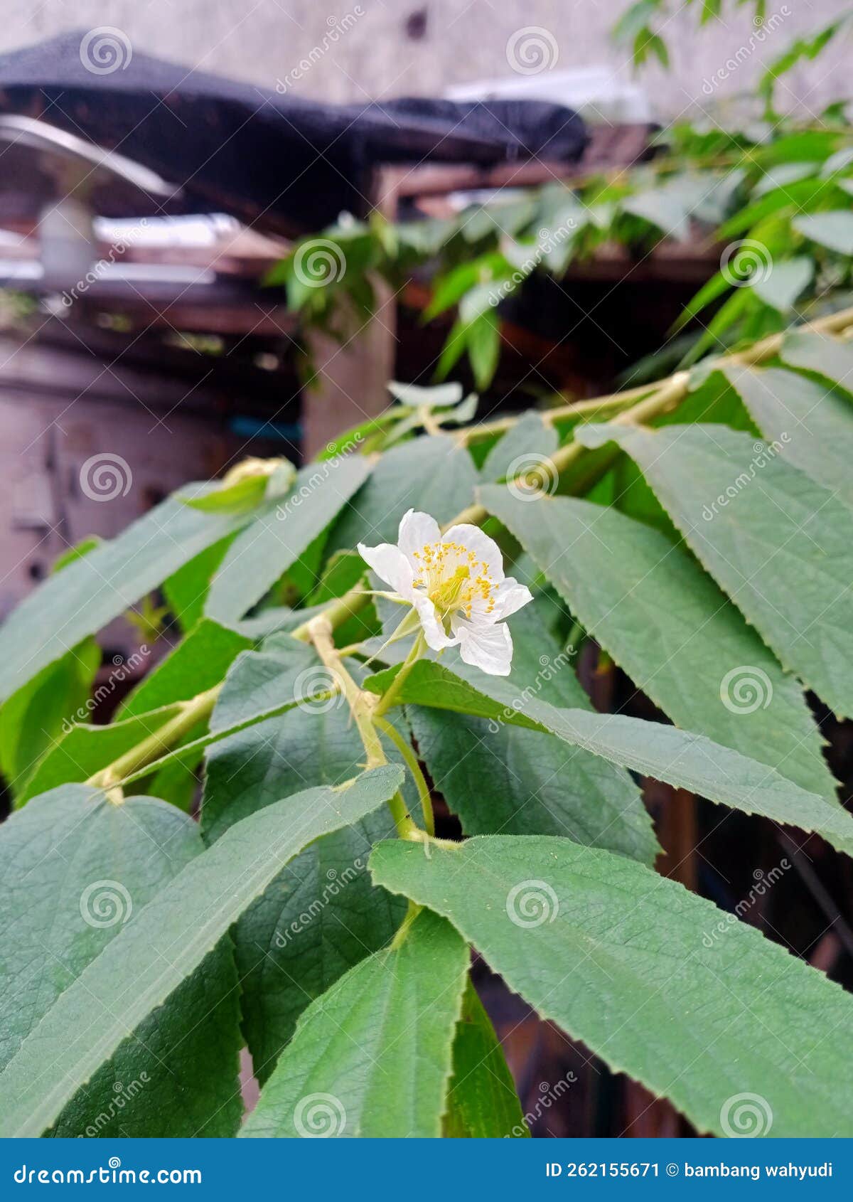 The Kersen Flower with White Color Stock Image - Image of tree, branch ...