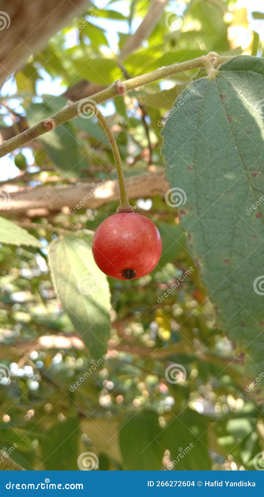 Kersen Fruit from Indonesian Stock Photo - Image of cherry, fruit ...