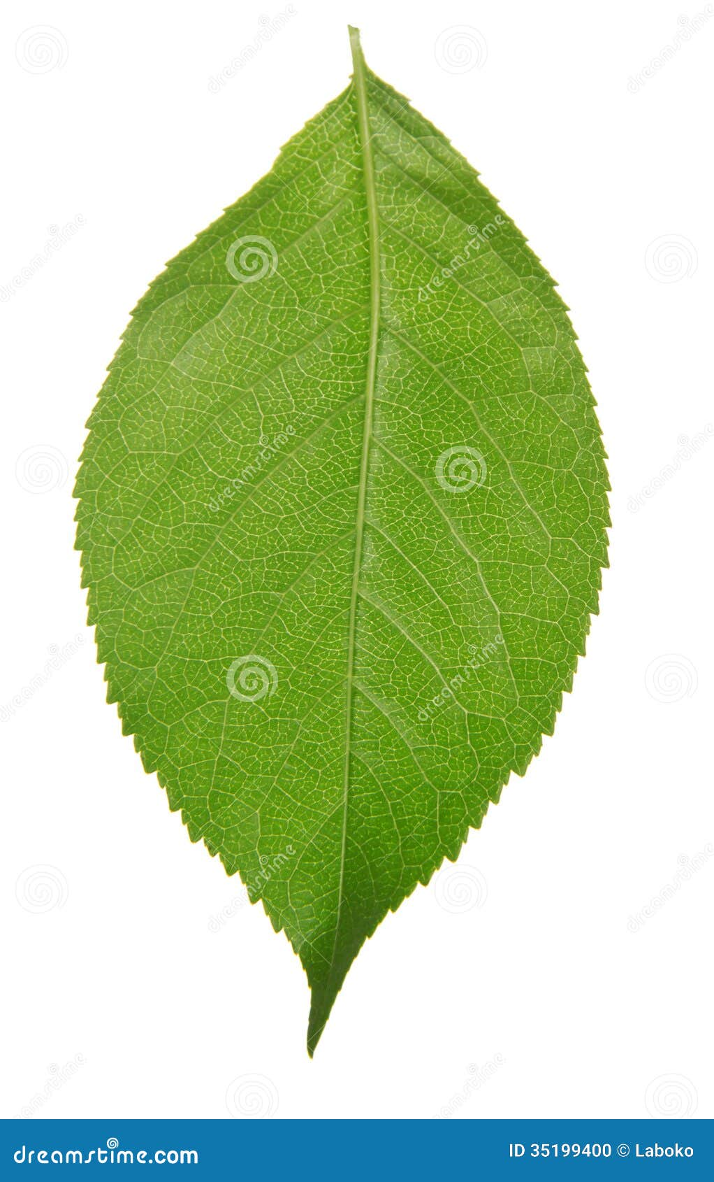 Kersen groen blad stock foto. Image of textuur, flora - 35199400